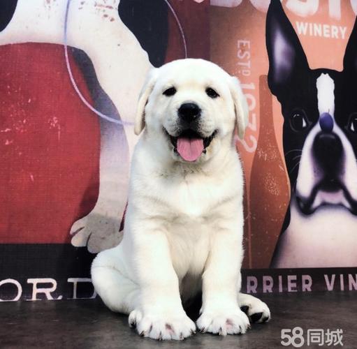 狗狗转让在哪个平台截图