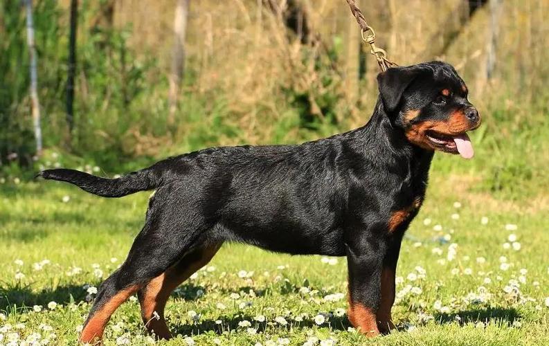 罗威纳犬多少钱一只图标
