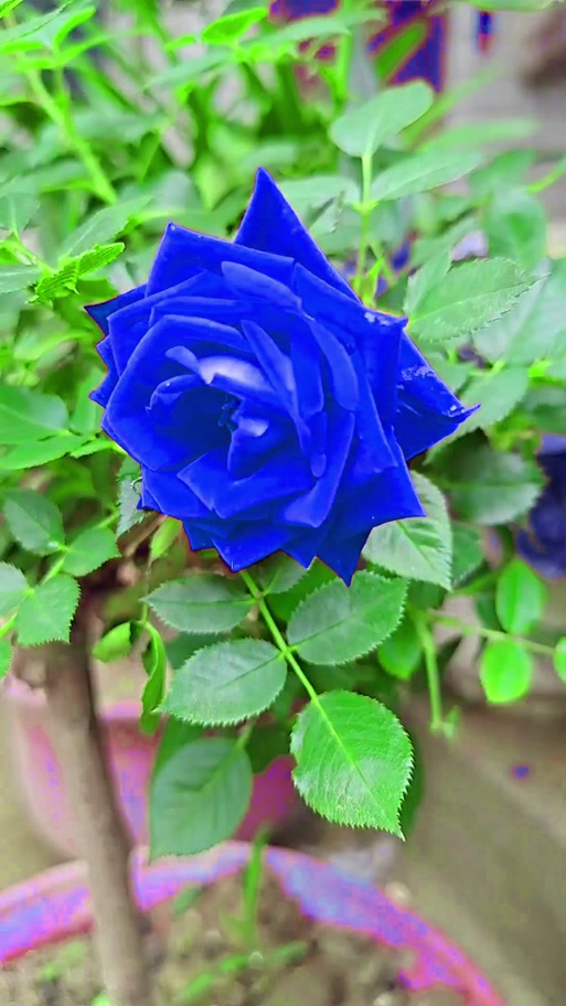 蓝色妖姬花是吉还是凶图标