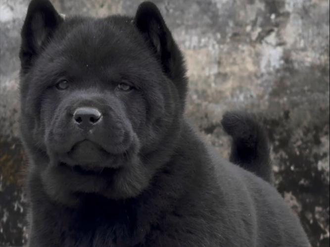 唐犬多少钱一只图标