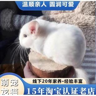 繁殖龙猫赚钱吗截图