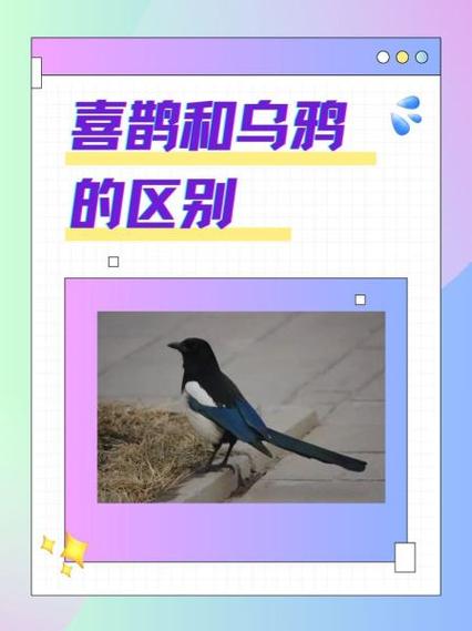 乌鸦好还是喜鹊好图标