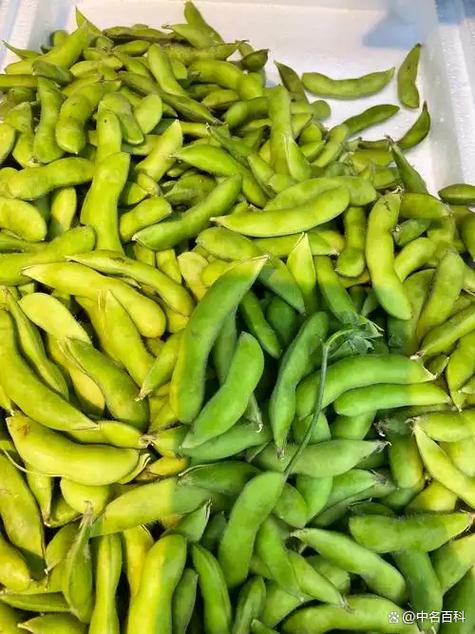 黄豆和毛豆的区别功效图标