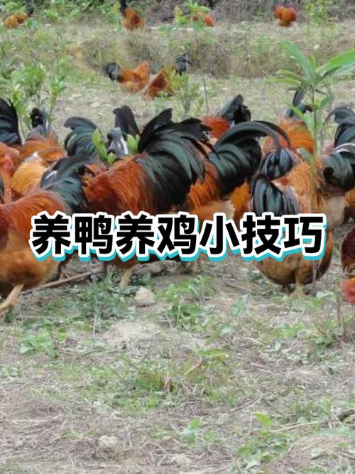 养鸡养鸭的唯美句子图标