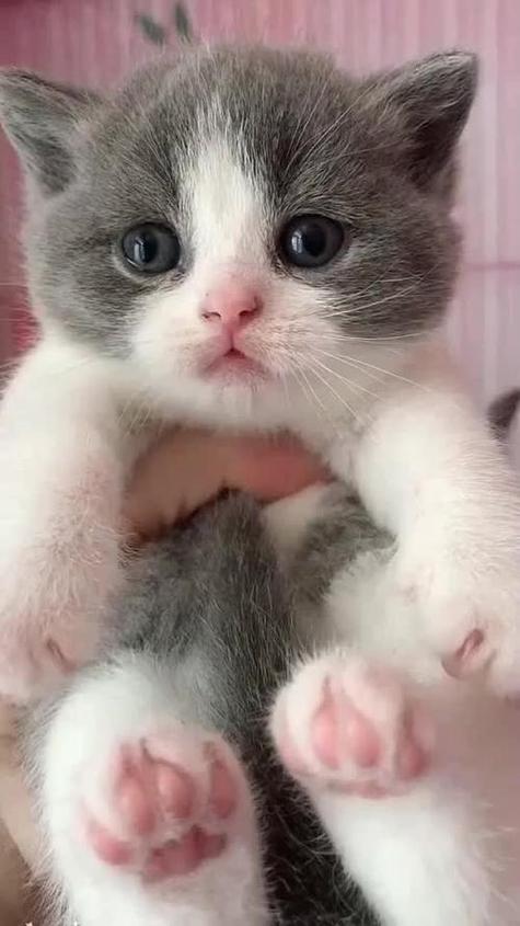 猫咪最新短视频截图