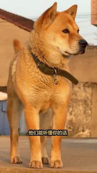 田园犬最好的品相图标