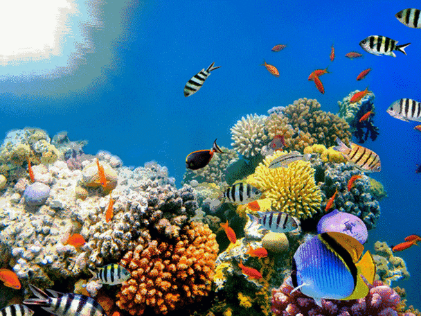 安卓动态壁纸水族馆图标