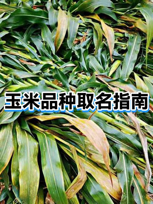 玉米还叫什么名图标