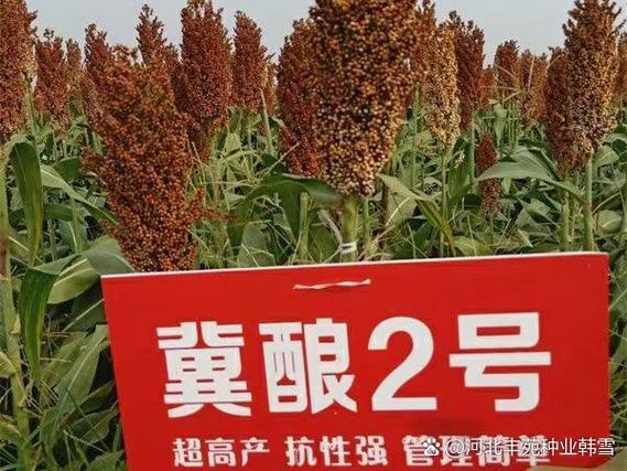 100斤高粱出多少50°酒图标