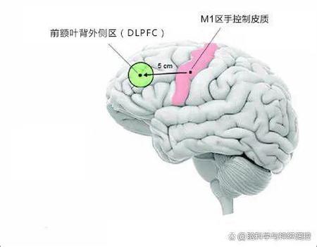 DLPFC在哪个位置截图