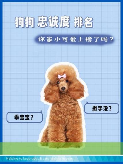 狗狗忠诚度排名