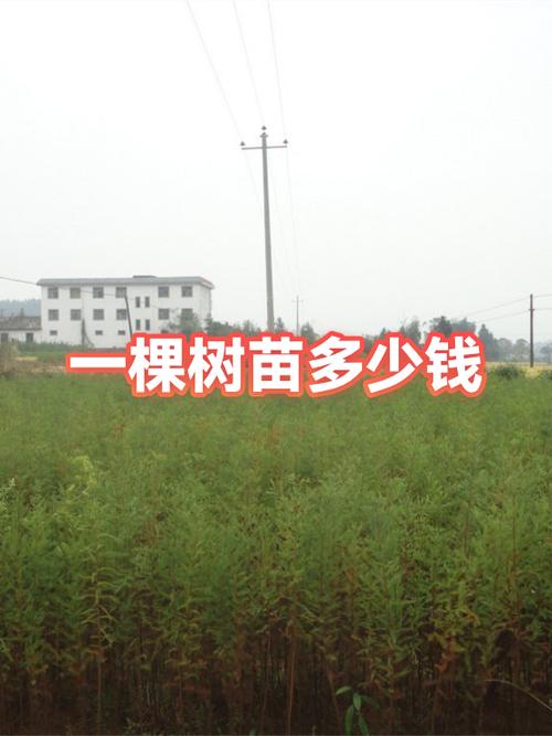 芙蓉树苗多少钱一棵图标