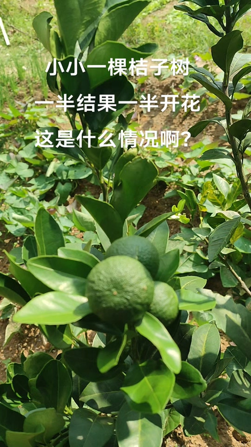 橘子树要几年才能结果截图