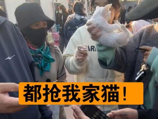 抢购猫是什么截图