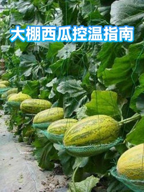 西瓜放了半个月还能吃吗图标