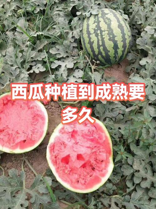 产量高的早熟西瓜品种图标