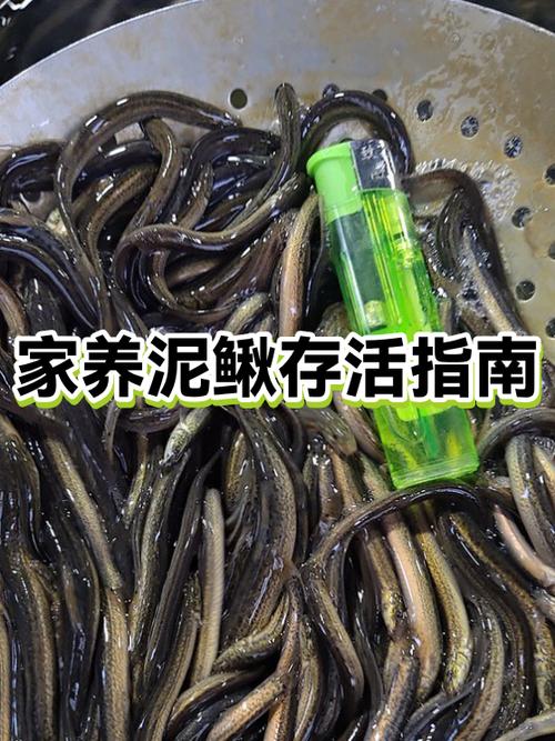 泥鳅放桶里怎样活的久图标