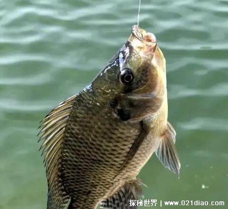 做梦看到别人钓到大鱼图标