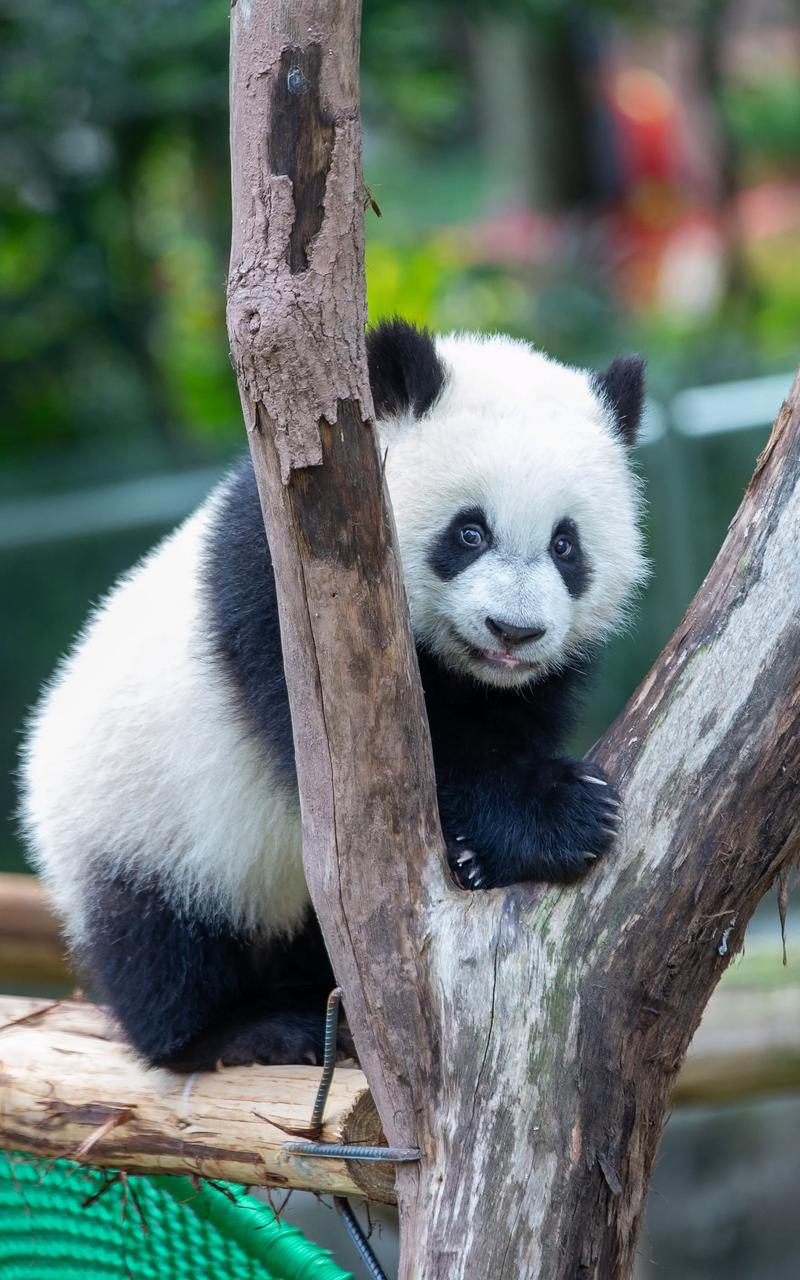熊猫烟专供出口细支图标