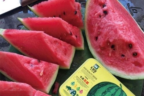 正宗麒麟西瓜种子图标