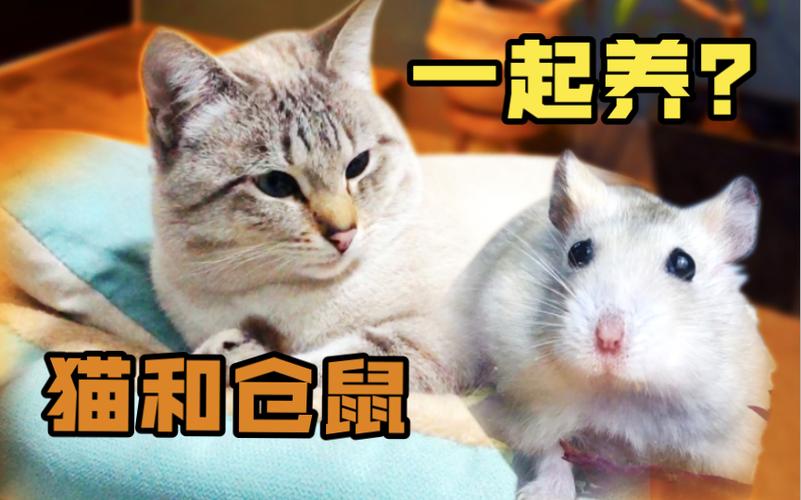 养猫可以养仓鼠吗图标