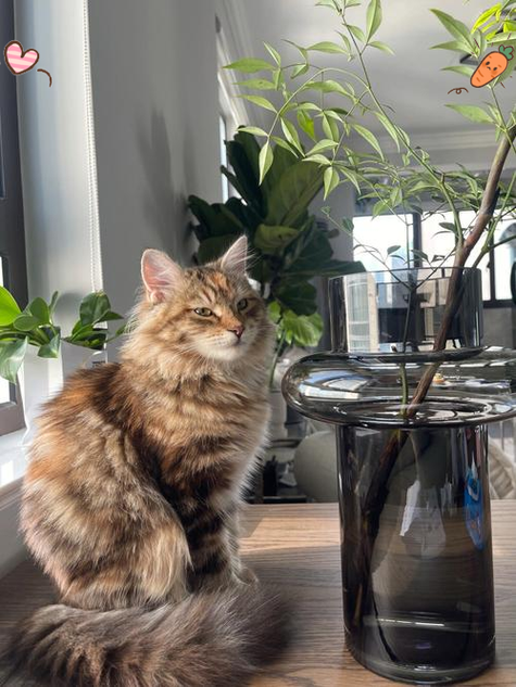 西森猫是凶猫还是吉猫图标