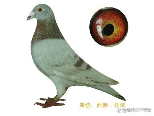 微信昵称带个鸽子截图