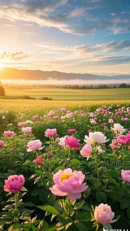 百花齐放图标