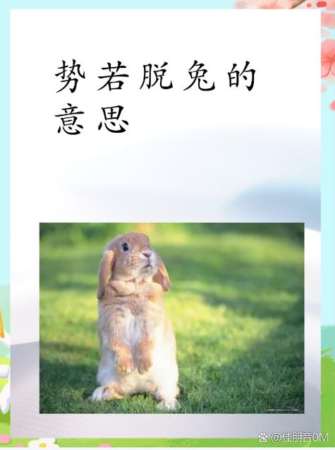 兔子暗语代表什么意思