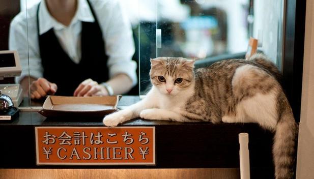 猫咪咖啡屋游戏怎么没了图标