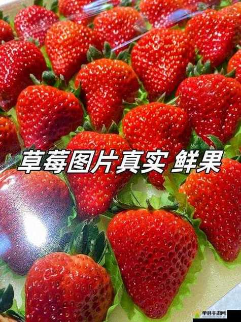 小草莓和大草莓哪个好图标