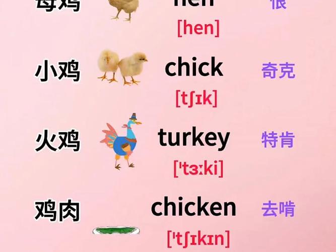 鸡英文单词