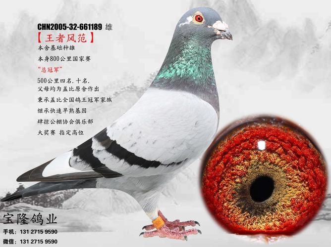淄博亚一孟庆远信鸽截图