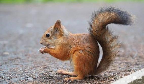 ()尾巴图标