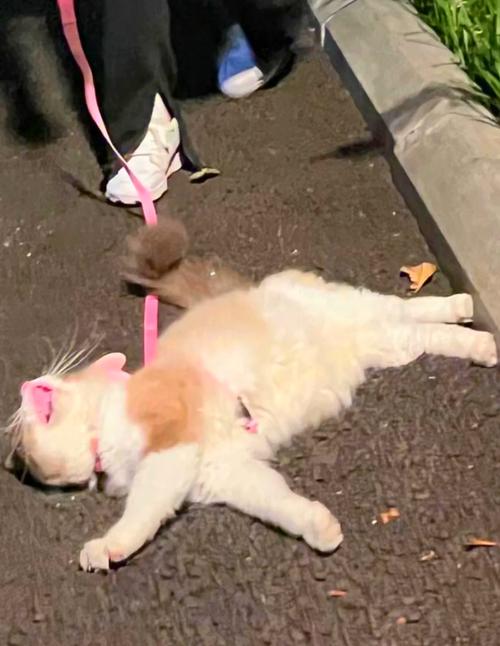 猫身上一抖一抖的抽搐图标