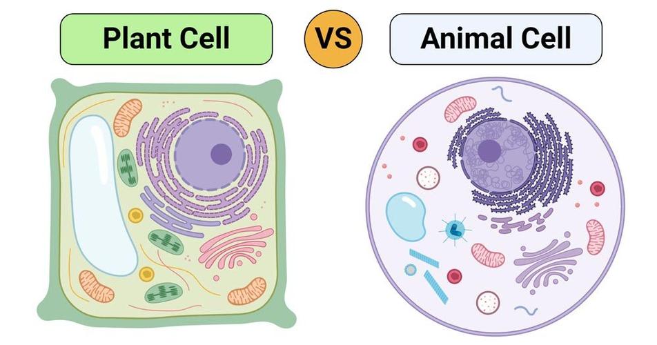cell 翻译截图