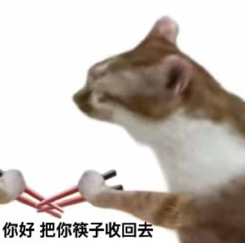 拿筷子愣住的猫表情包图标