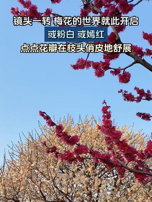 转梅花