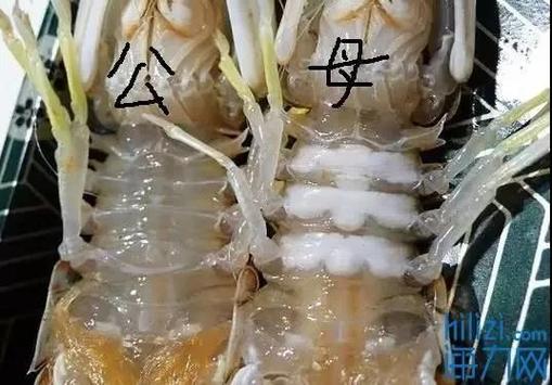 皮皮虾语音包怎么用图标