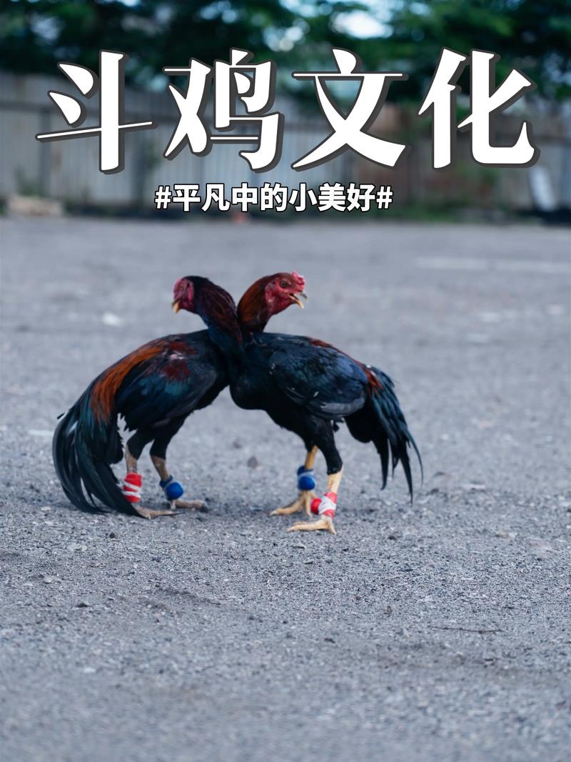 斗鸡打彩稳赢技巧