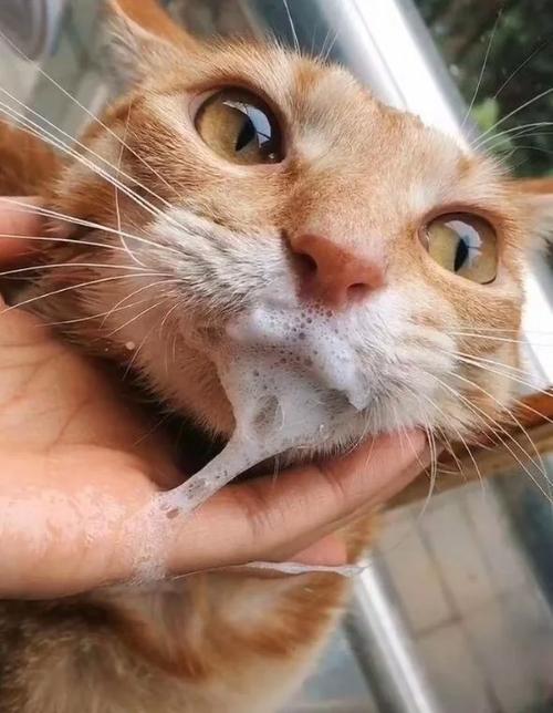 猫咪吐白沫是怎么回事图标