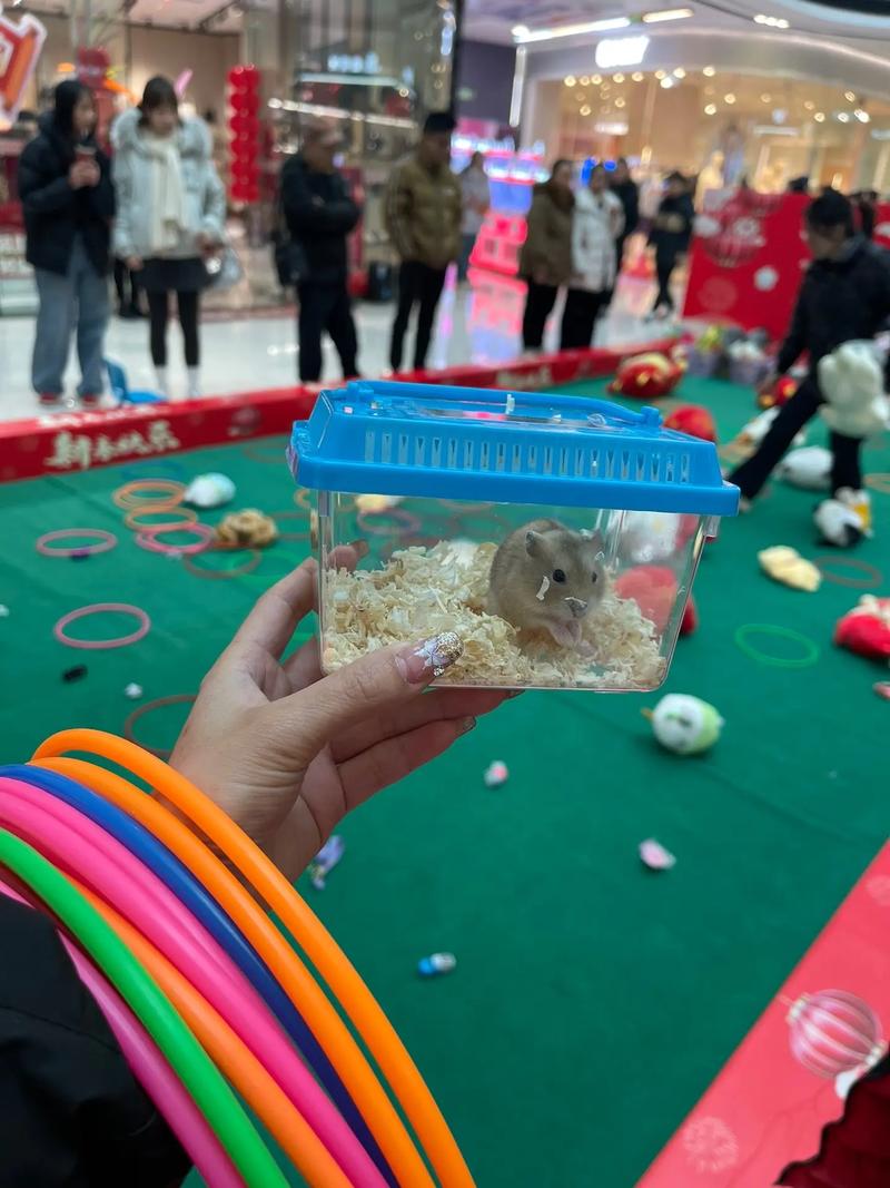 珍珍星岩套圈小仓鼠截图