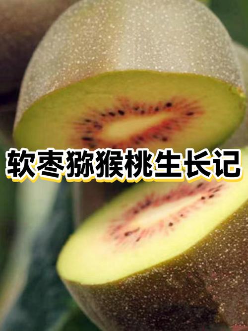 每天一个猕猴桃15天后图标