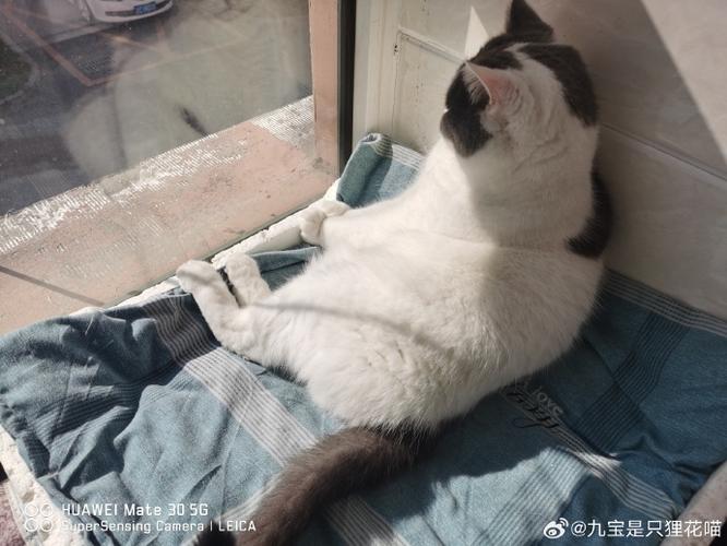 喵星人中文版能看