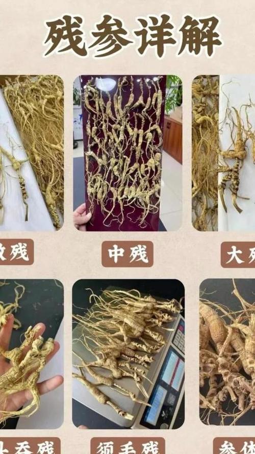 残参是什么参图标