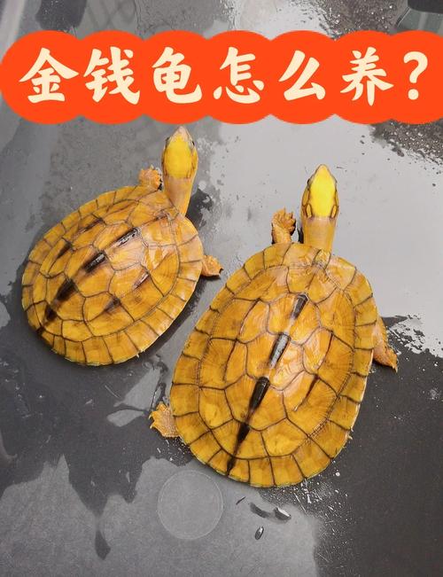 金钱龟养几个风水最好图标
