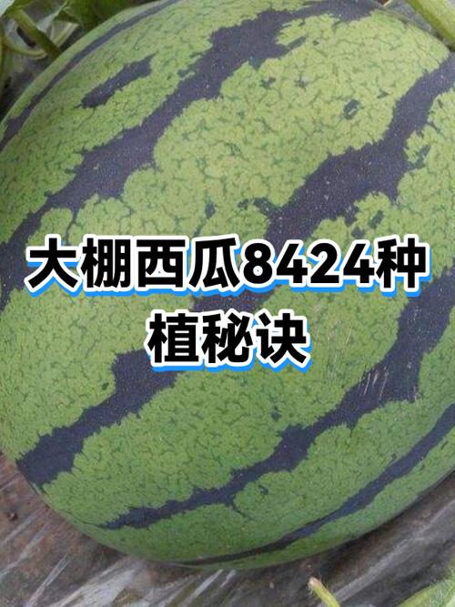8424西瓜留几个藤最好图标