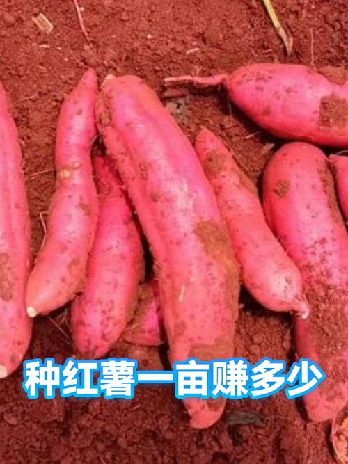 种地瓜一亩地利润多少图标