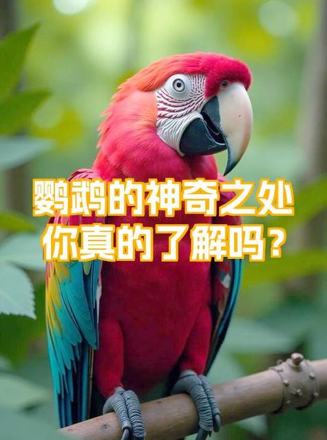 鹦鹉管店怎么下载