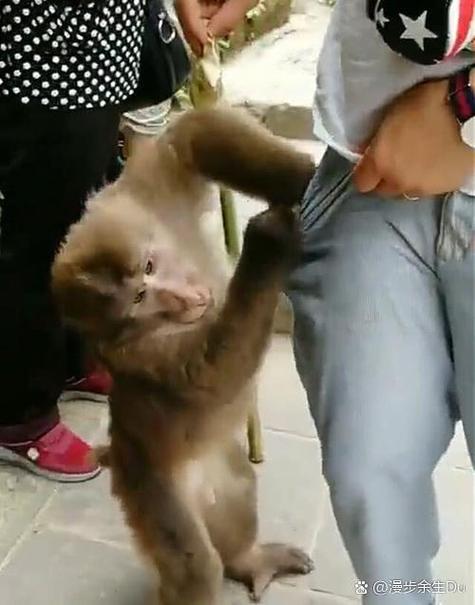 被猴子欺负的后果图标